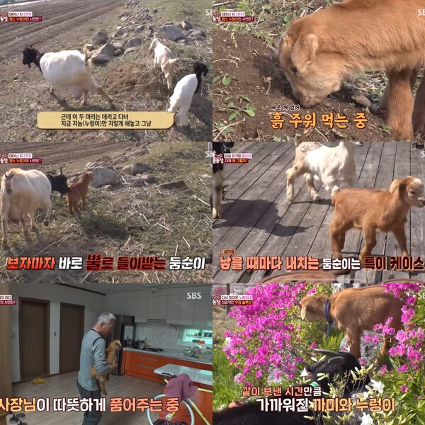 'TV동물농장' 막내만 버리는 염소 엄마의 유기로 동병상련, 까미-누렁이의 변화 - 스타데일리뉴스